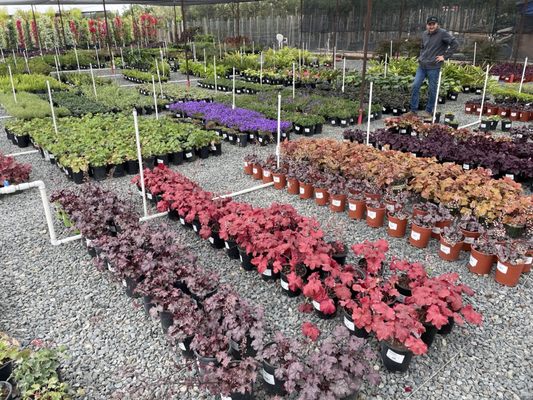 DEVIL MOUNTAIN WHOLESALE NURSERY - ORANGE - Updated December 2025 ...