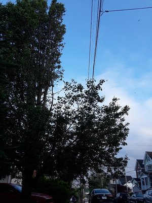 ABC PROFESSIONAL TREE SERVICES - Updated October 2025 - 20 Photos & 32 ...