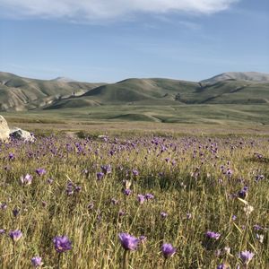 THE WILDLANDS CONSERVANCY’S WIND WOLVES PRESERVE - 784 Photos & 71 ...