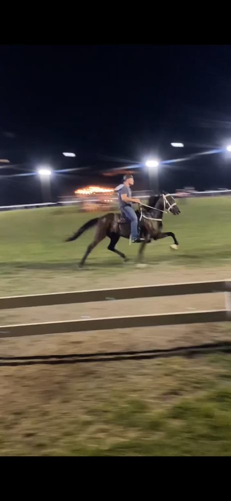 THOMAS HARROD FARRIER SERVICE - Updated February 2025 - Request ...