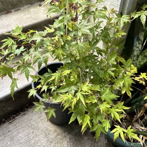 ALDEN LANE NURSERY - Updated October 2025 - 427 Photos & 232 Reviews ...