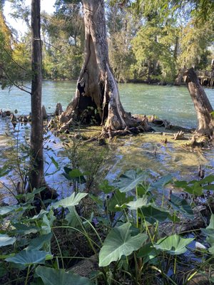 SPRING CREEK PARK - Updated December 2025 - 16 Photos - 4289 US-90 ...