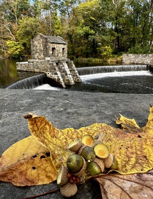 SPEEDWELL PARK - Updated October 2025 - 52 Photos - 288 Speedwell Ave ...