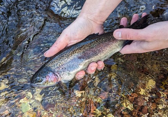 SEDONA’S RAINBOW TROUT FARM - FLY FISHING FUNDAMENTALS - Updated April ...