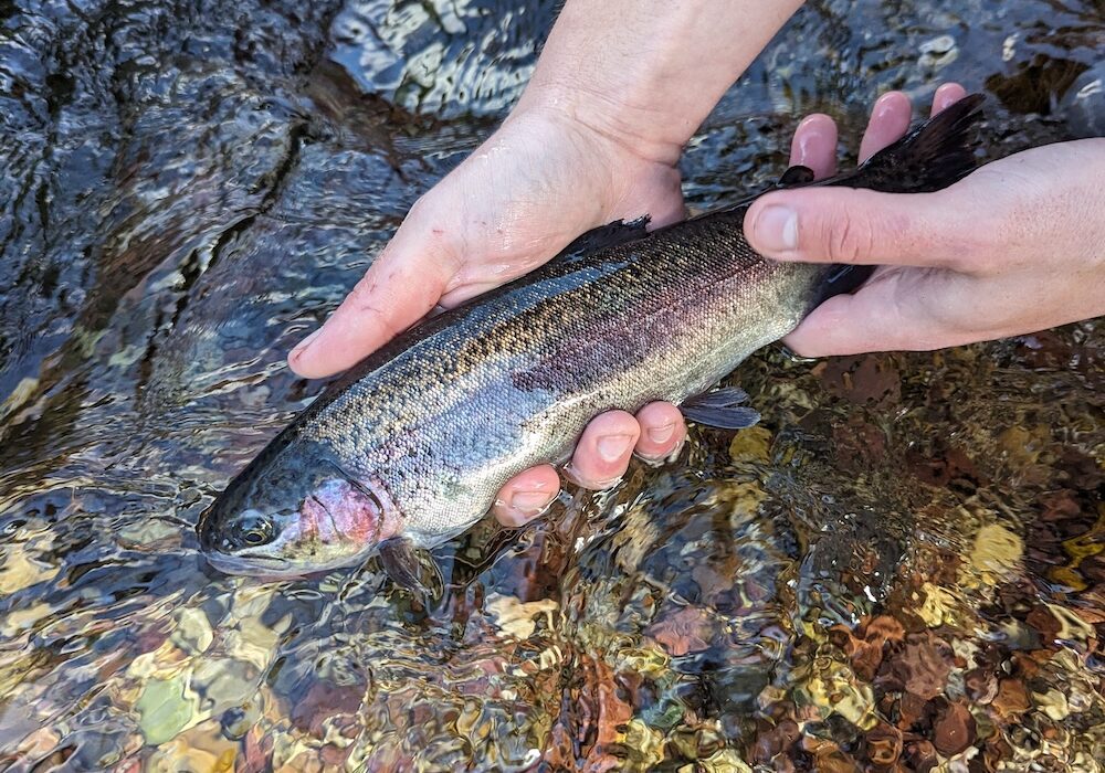 SEDONA’S RAINBOW TROUT FARM - FLY FISHING FUNDAMENTALS - Updated April ...