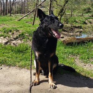 ESPECIALLY 4 PAWS - Updated October 2025 - Broadview Heights, Ohio ...