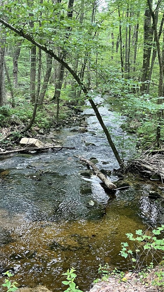 DOUGLAS STATE FOREST - Updated October 2025 - 49 Photos & 20 Reviews ...