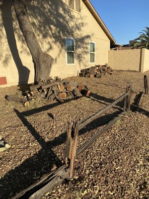 SAM THE TREE GUY - Updated September 2025 - 24 Photos & 21 Reviews ...