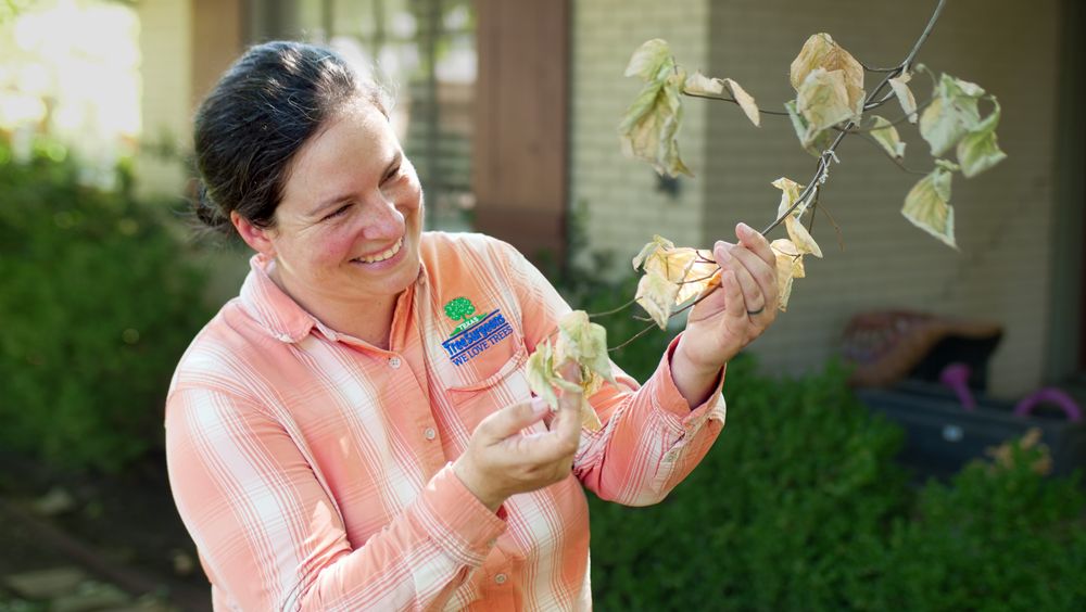 TEXAS TREE SURGEONS - Updated December 2025 - 94 Photos & 131 Reviews ...