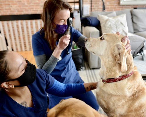 BETTER VET - Updated December 2025 - 12 Photos - Baltimore, Maryland - Veterinarians - Phone ...