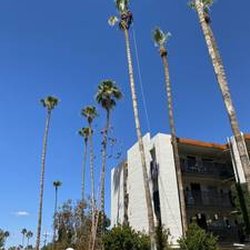 TREE MONKEY TREE TRIMMING - 31 Photos & 12 Reviews - Tree Services ...