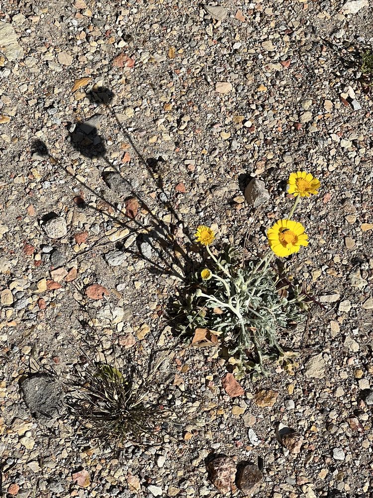 LAZY COW TRAILHEAD - Updated August 2025 - 96 Photos - 4404 Loma Suave ...