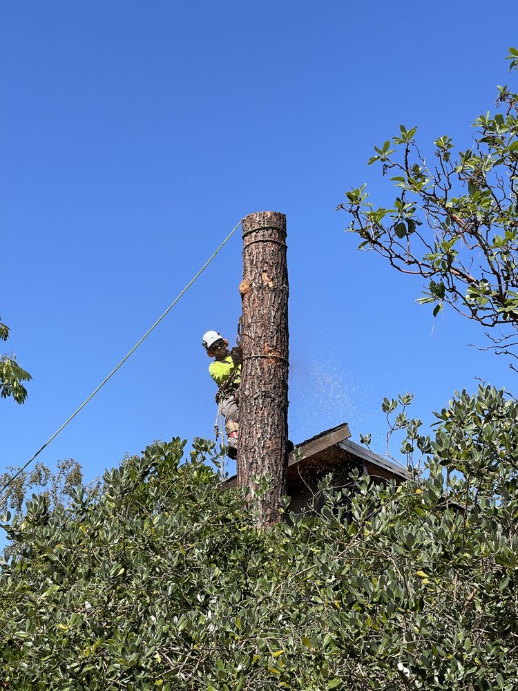 SANCHEZ TREE SCAPE - Updated April 2024 - Redwood City, California ...
