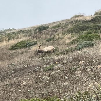 TOMALES POINT TRAIL - TULE ELK PRESERVE - Updated December 2025 - 948 ...