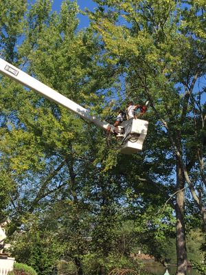 DIXIELAND TREE SERVICES - Updated December 2025 - 11 Photos ...