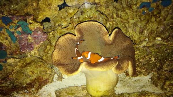 FISH & SHIPS AQUARIUM MAINTENANCE - Updated July 2025 - 13455 TX-110 S ...