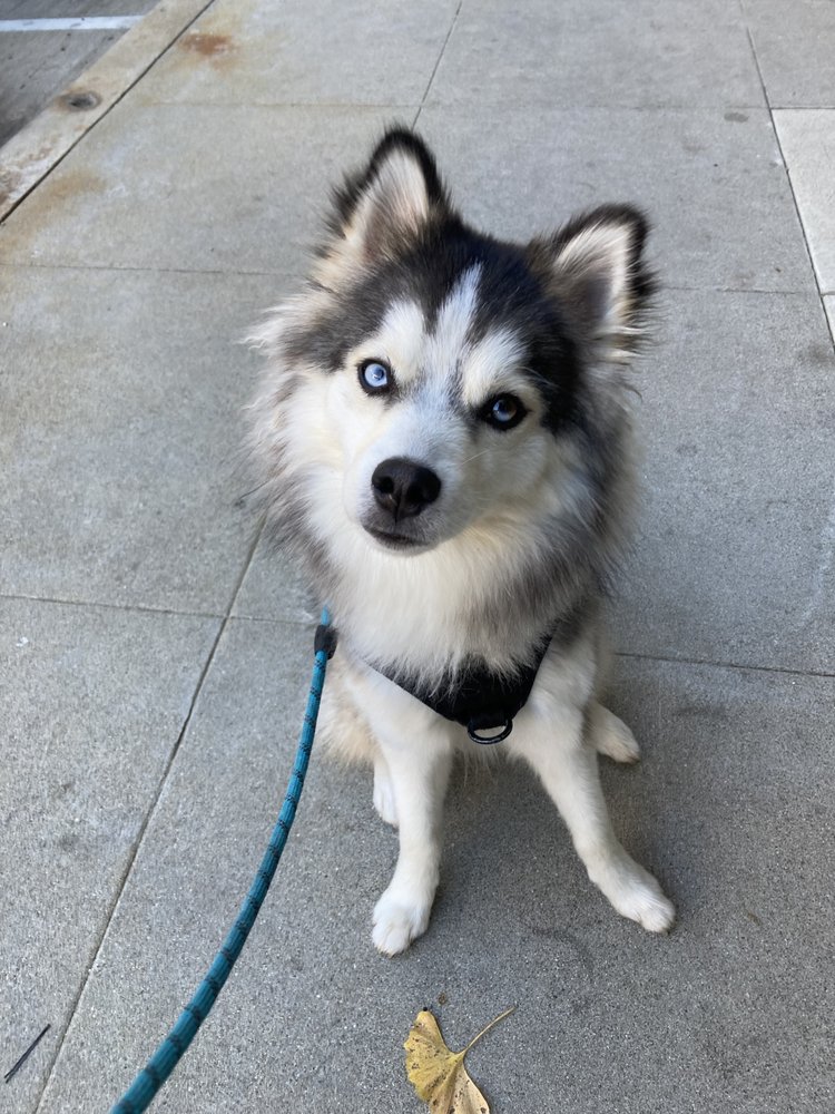 DIDI’S PETS L.A. - Updated November 2024 - 30 Photos & 22 Reviews - Los ...