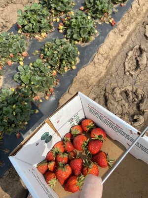 SWEET BERRY FARM - 192 Photos & 155 Reviews - 1801 Fm 1980, Marble ...