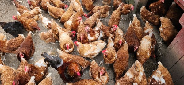 FLAMIG FARM - Updated July 2024 - 350 Photos & 67 Reviews - 7 Shingle ...