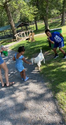 FAWN DOE ROSA - Updated August 2024 - 106 Photos & 36 Reviews - 2131 US ...