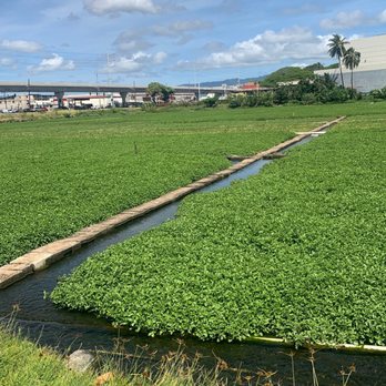 SUMIDA FARM - Updated October 2025 - 36 Photos - 98-160 Kamehameha Hwy ...