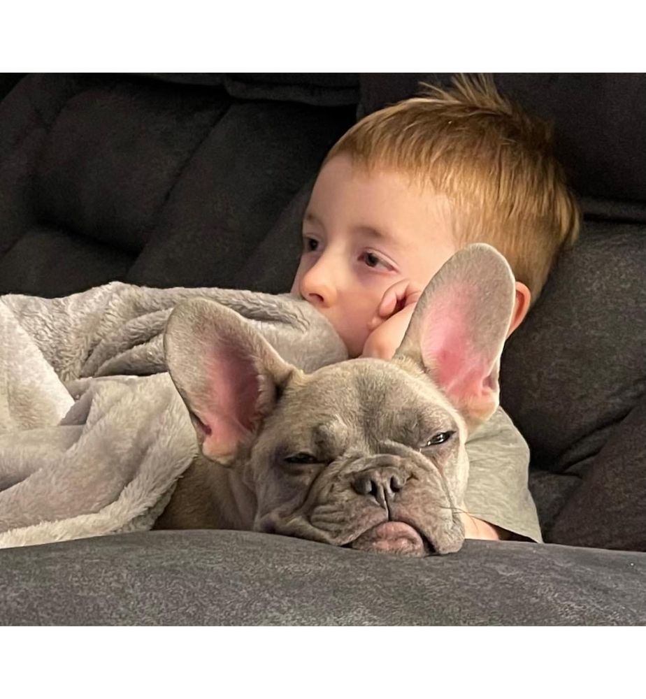 JOSHUA TREE FRENCHIES - Updated August 2025 - Request Information ...