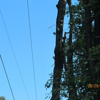 LEWIS TREE SERVICE - Updated April 2025 - 21 Photos & 29 Reviews - 300 ...