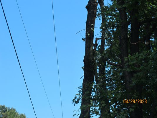 LEWIS TREE SERVICE - Updated December 2025 - 21 Photos & 31 Reviews ...