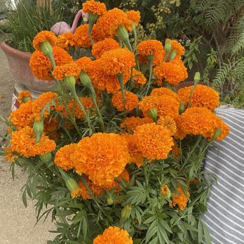 SANCHEZ PRODUCE - Updated January 2026 - 65 Photos & 23 Reviews - 16230 ...