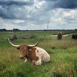 GEORGE RANCH HISTORICAL PARK - 82 Photos & 37 Reviews - 10215 Fm 762 ...
