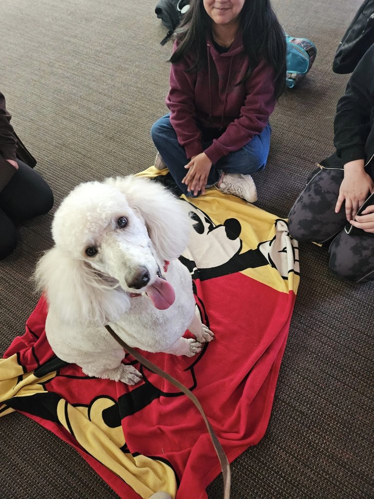 UNCLE MATTY’S DOG TRAINING - Updated February 2025 - 69 Reviews ...