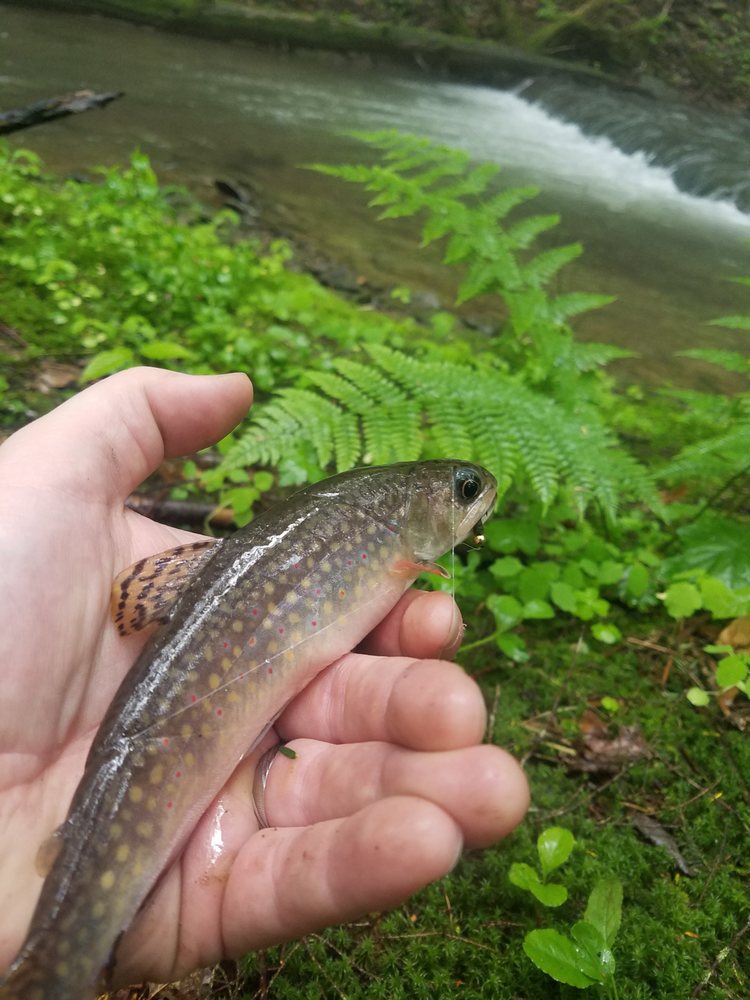 BUSHRANGERS - Updated June 2024 - 25 West St, Galeton, Pennsylvania ...