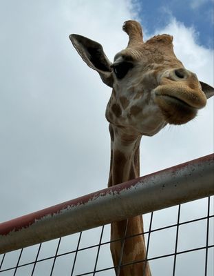 BOULDER RIDGE WILD ANIMAL PARK - Updated January 2026 - 156 Photos & 61 ...