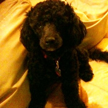 THE TAILWAGGER - Updated January 2026 - 24 Photos & 63 Reviews - 1854 S ...