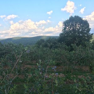 MOSHER FARMS - Updated June 2024 - 3214 Fargo Rd, Bouckville, New York ...