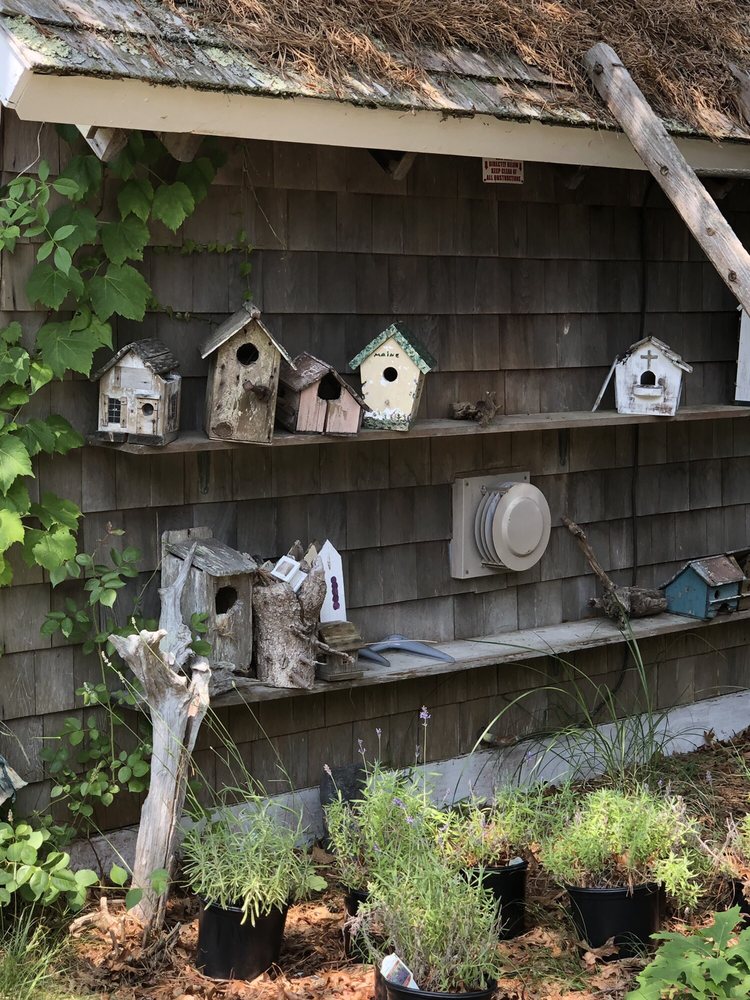 CAPE COD LAVENDER FARM - 86 Photos & 41 Reviews - Home & Garden ...