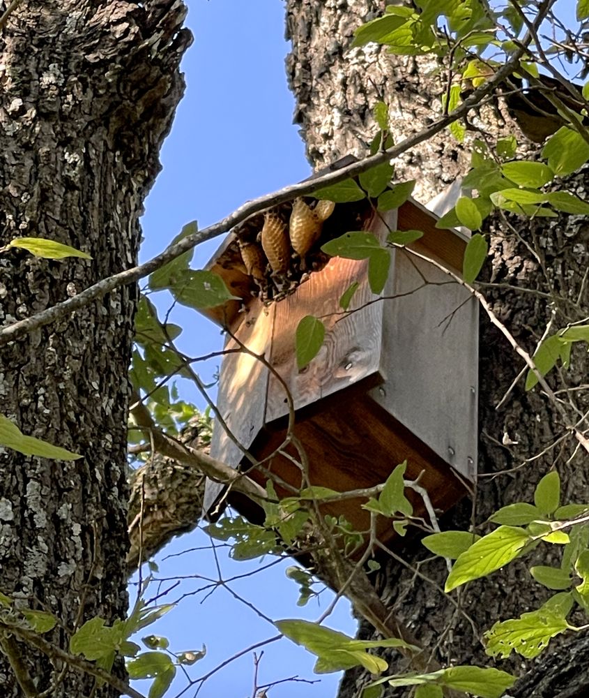 LOCKHART HONEY - Updated December 2025 - 46 Photos - 729 S Colorado St ...