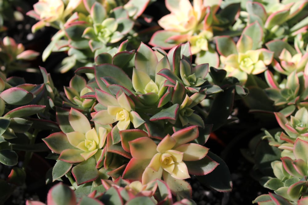 M&J NURSERY - Updated December 2025 - 44 Photos & 17 Reviews - 247 E ...