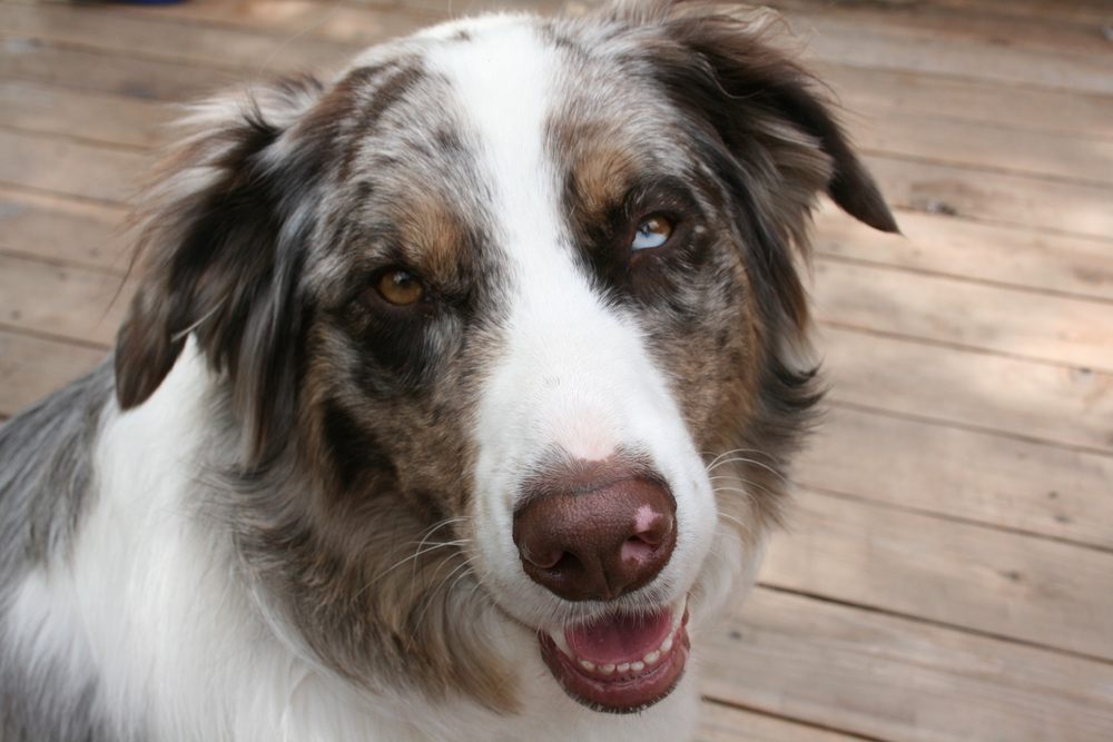 RUFF CUTS GROOMING & RETAIL - Updated October 2025 - 23 Photos & 13 ...