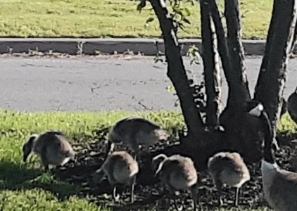 MCDONALD’S - Updated August 2025 - 15 Photos & 22 Reviews - 45 Jay ...