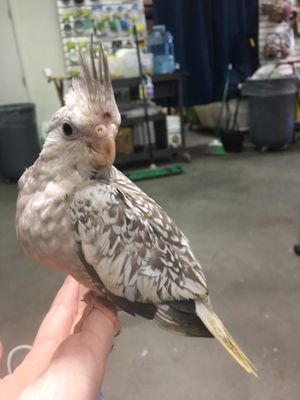 BIRDSMART - Updated July 2024 - 61 Photos & 82 Reviews - 4688 ...