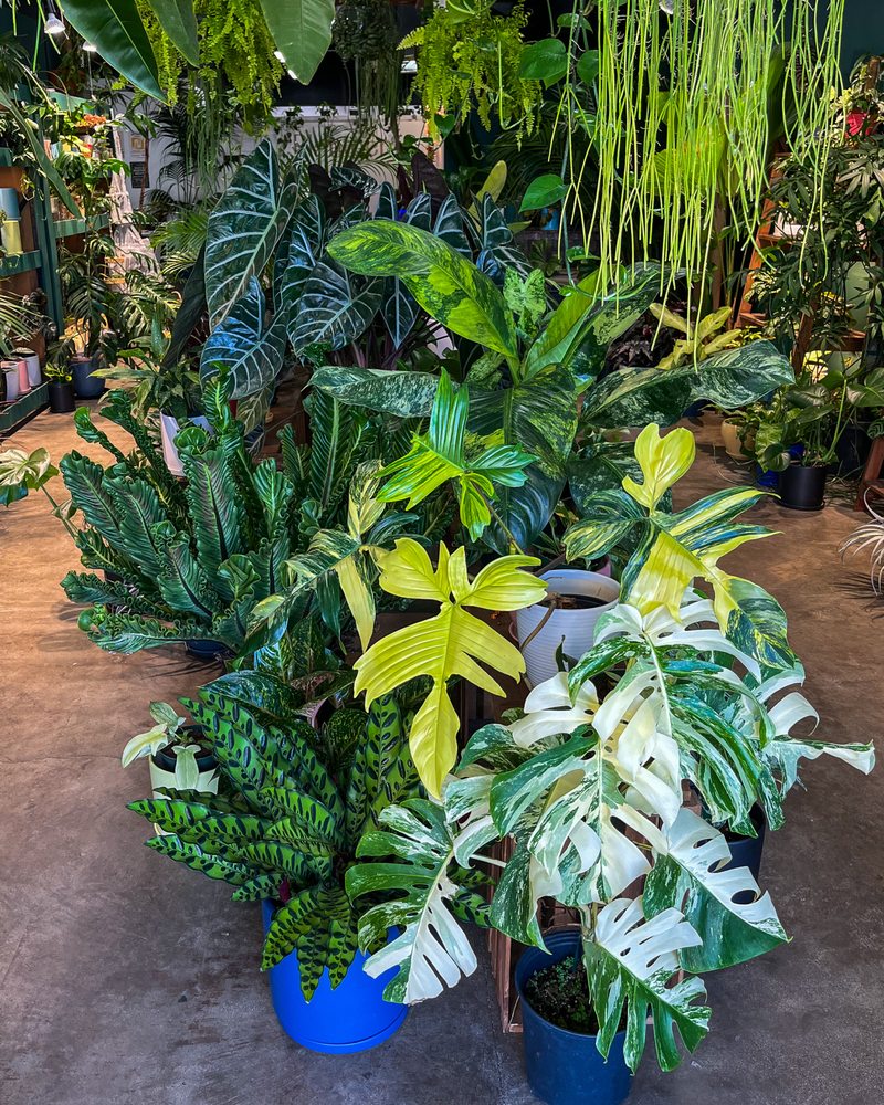 PLANTOEM - Updated July 2025 - 623 Photos & 142 Reviews - 3457 Waialae ...