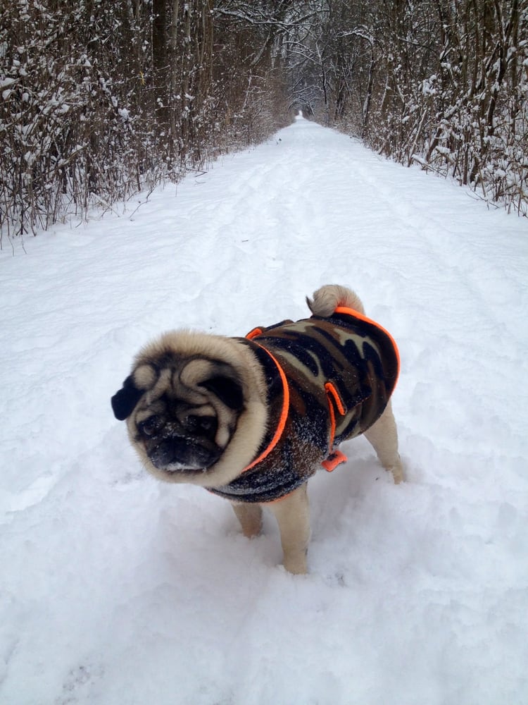 PUG SNUGGLY BY YOGI - Updated August 2025 - 141 Pine Heath Rd, Bar ...