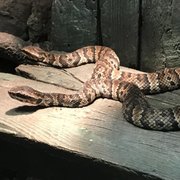 CLYDE PEELING’S REPTILAND - 142 Photos & 39 Reviews - Zoos - 18628 US ...