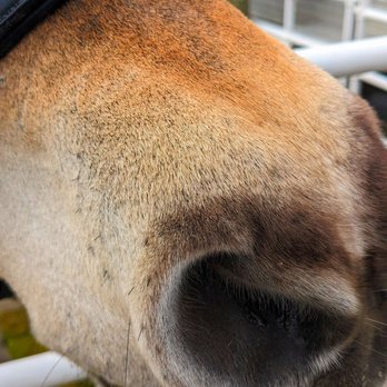 CHAMBERS BAY GRILL - Updated June 2024 - 125 Photos & 159 Reviews ...