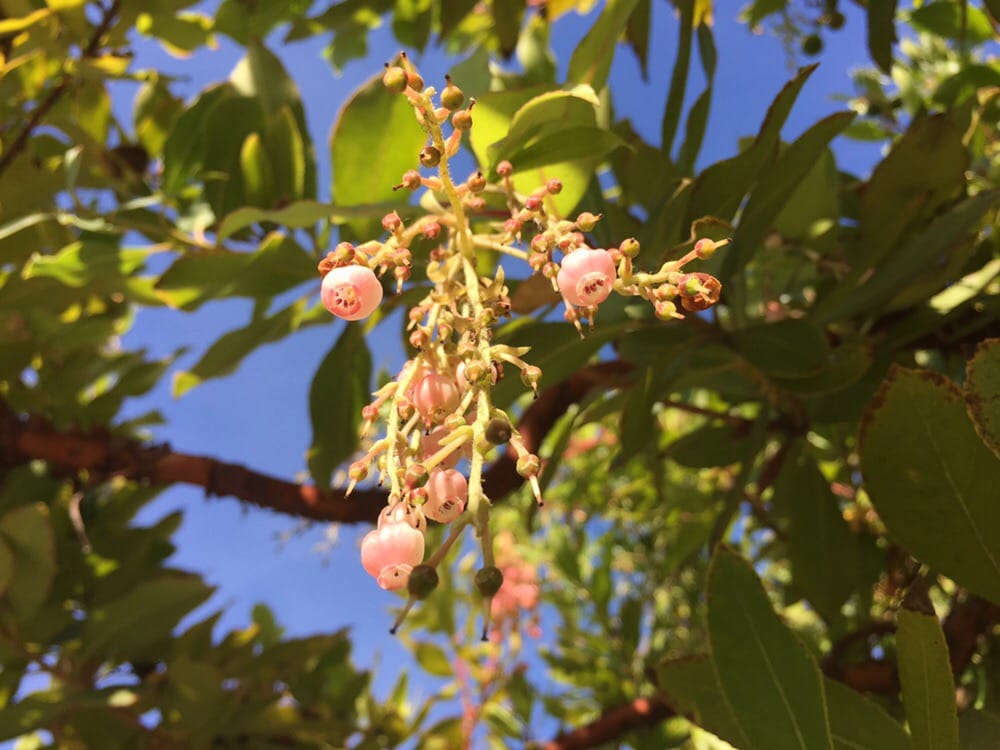 THE GOOD EARTH NURSERY - Updated January 2026 - Fallbrook, California ...