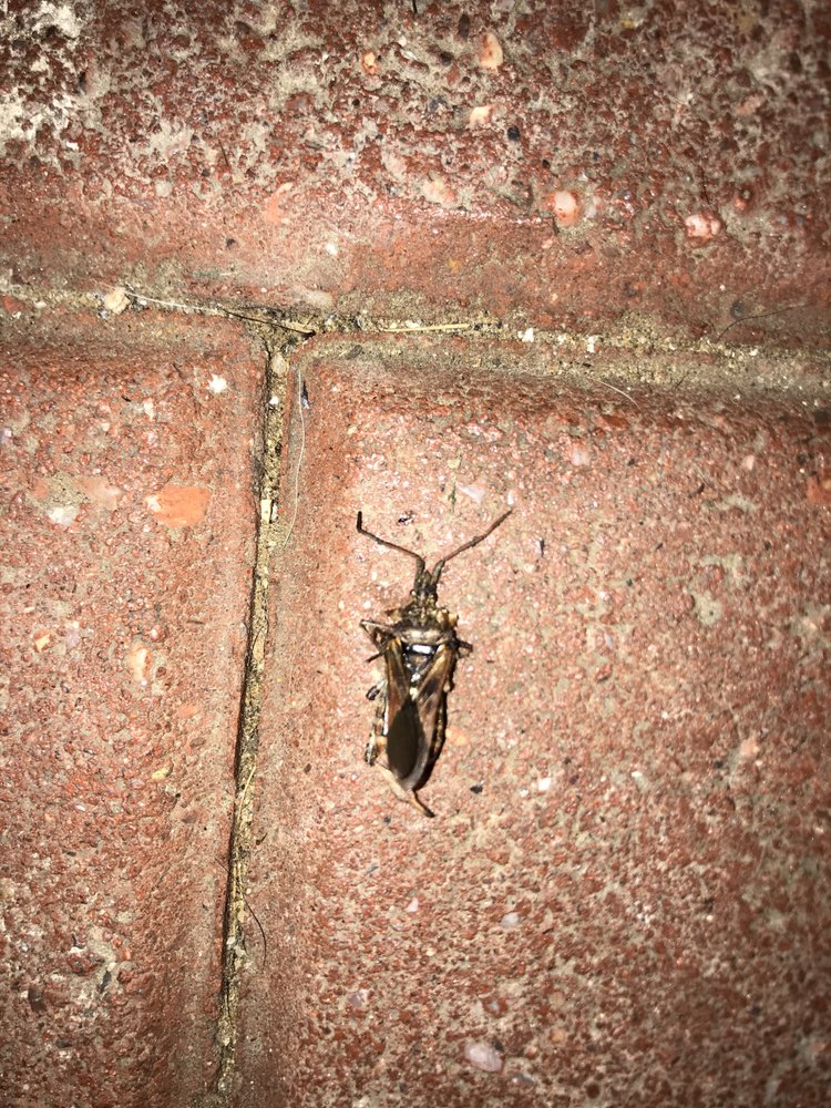 BUG BLASTERS - Updated December 2025 - 30 Photos & 10 Reviews ...