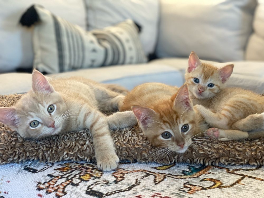 ANIMAL PROTECTION CENTER - Updated January 2026 - 14 Reviews - 1300 W ...