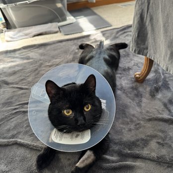 LOCKPORT ANIMAL HOSPITAL - Updated April 2026 - 18 Photos & 46 Reviews ...