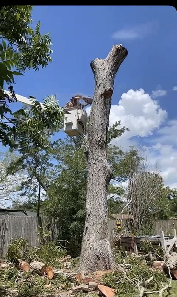 THE TREE GUY - Updated October 2025 - 15 Photos - Baytown, Texas - Tree ...